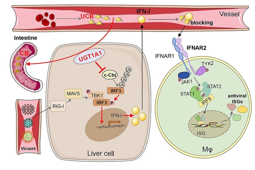 Bilirubin metabolism in the liver orchestrates antiviral innate ...