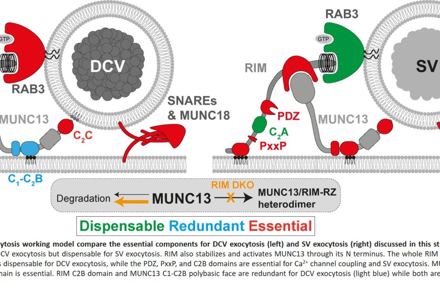 Role of RIM and MUNC13 in neuropeptide secretion - Sciencemission