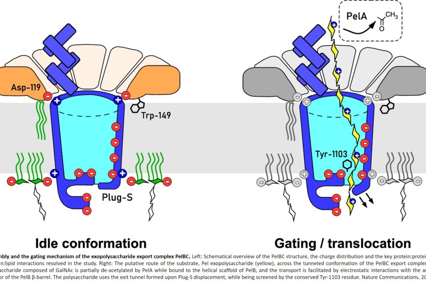 Assembly and the gating mechanism of the Pel exopolysaccharide export ...