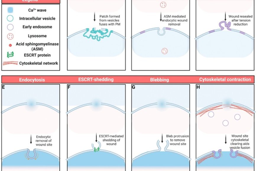 The dynamics of plasma membrane repair - Sciencemission