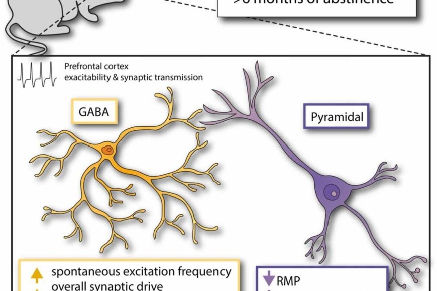 Alcohol consumption confers lasting impacts on prefrontal cortical ...