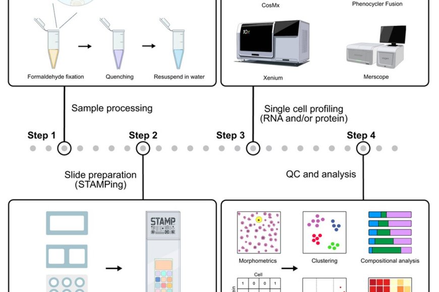 Imaging-based STAMP technique for single-cell RNA analysis - Sciencemission