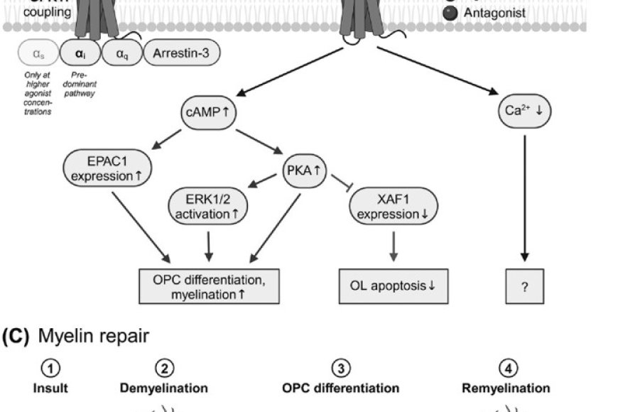 Therapeutic potential of GPR17, an orphan G protein-coupled receptor ...