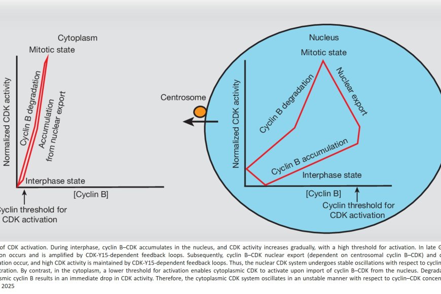 Controlling mitosis by cyclin-dependent kinase - Sciencemission