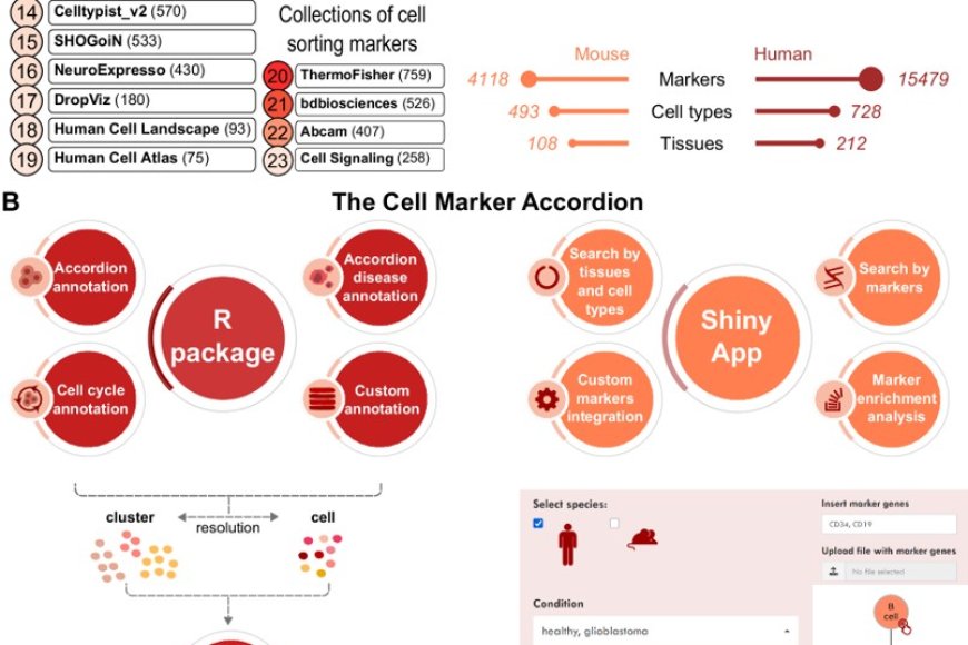Cell Marker Accordion: interpretable single- cell and spatial omics ...