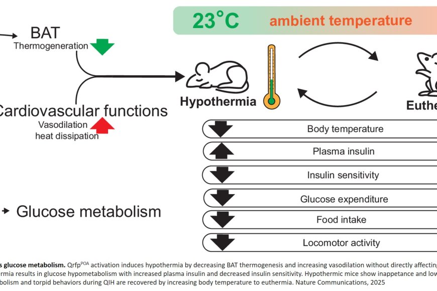 Body temperature regulates glucose metabolism and torpid behavior ...