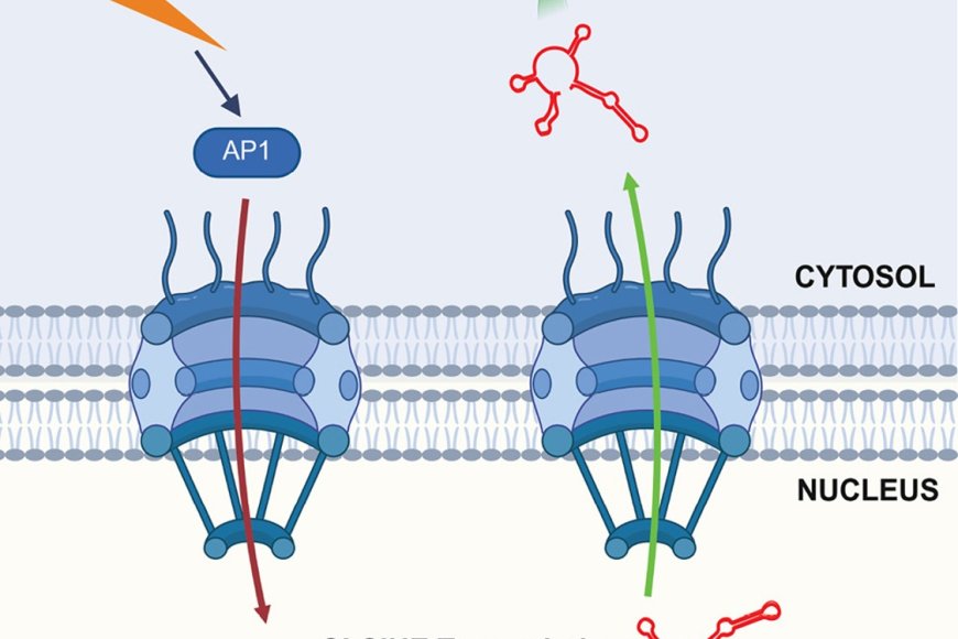 Repeat-element RNAs integrate a neuronal growth circuit - Sciencemission