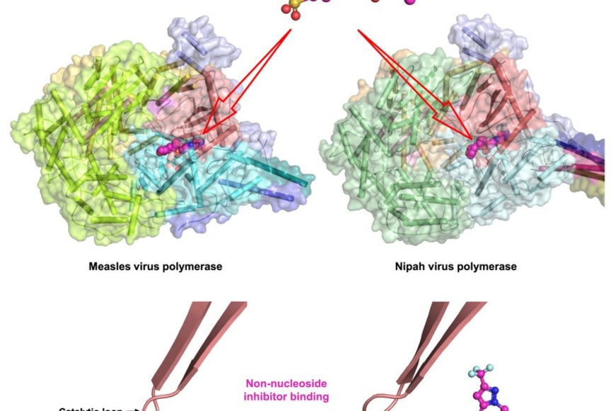 Measles virus polymerase complex structure unraveled! - Sciencemission