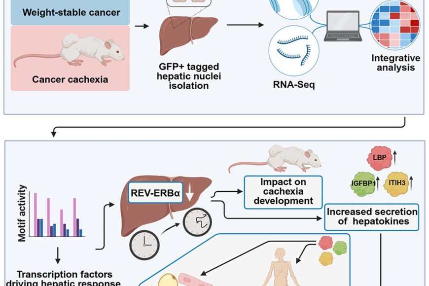 Liver identified as driver of body wasting in cancer - Sciencemission