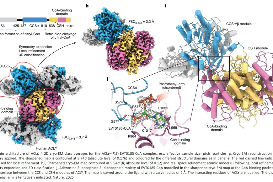 ACLY inhibition promotes tumour immunity and suppresses liver cancer ...