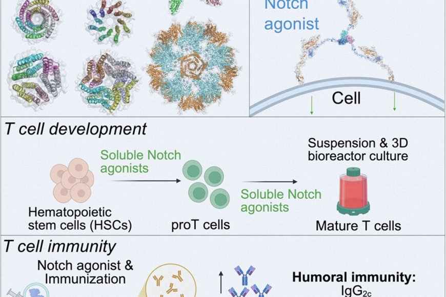 AI-powered notch ligand design to enhance T-cell based immunotherapies ...
