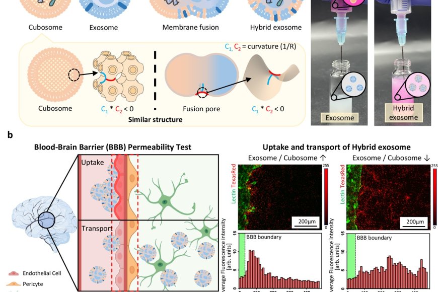 Cubosome-based method for loading mRNA into exosomes - Sciencemission