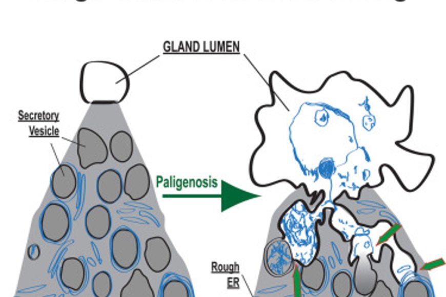 Cathartocytosis: Jettisoning of cellular material during reprogramming ...