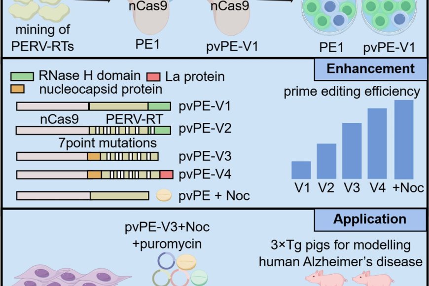 Highly efficient prime editors for mammalian genome editing based on ...