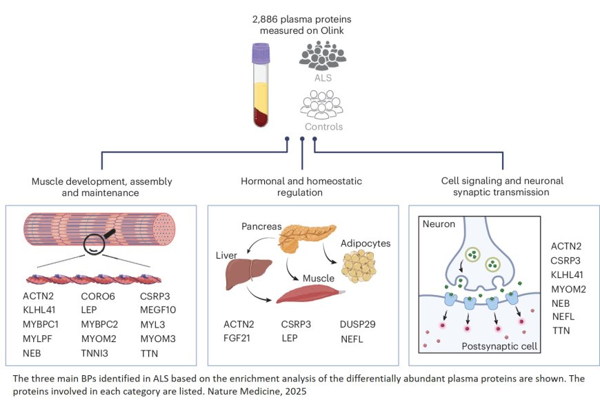 Proteomics and AI detects early signs of ALS in plasma years before ...