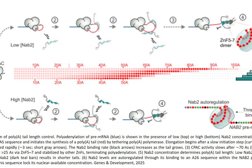 A kinetic ruler controls mRNA poly(A) tail length - Sciencemission