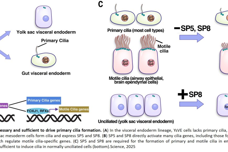 Controlling cilia formation in mammalian embryos - Sciencemission