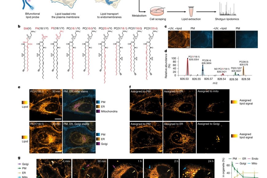 Quantitative imaging of lipid transport in mammalian cells - Sciencemission