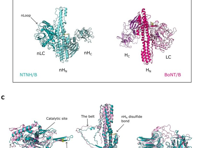 The first structure of the complete botulinum neurotoxin complex ...