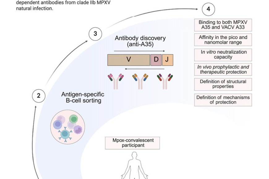 Human monoclonal antibodies targeting A35 protect from death caused by ...