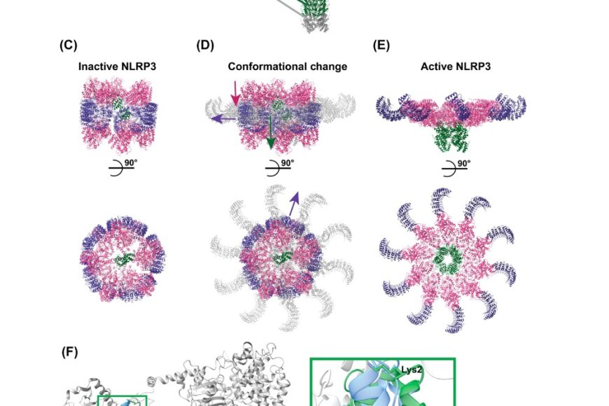 Inflammatory disease from interactions between oxidized DNA and the ...