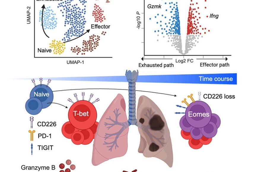 CD226 identifies effector CD8+ T cells during tuberculosis and ...