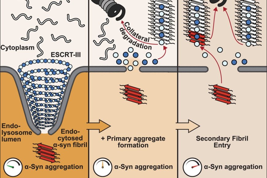 Mechanism of ESCRT-III inhibition by α-synuclein aggregates ...