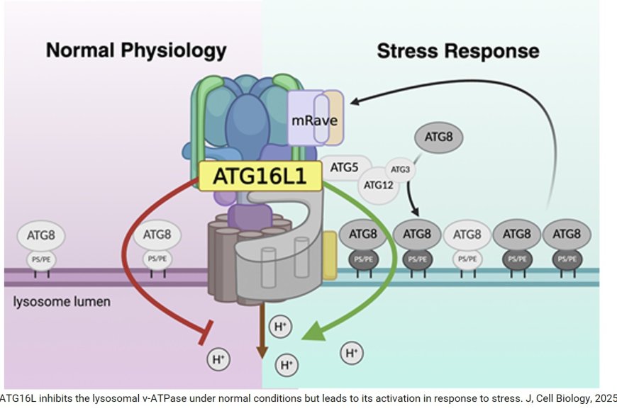 ATG16L strikes again! New findings link lysosome stress and physiology ...