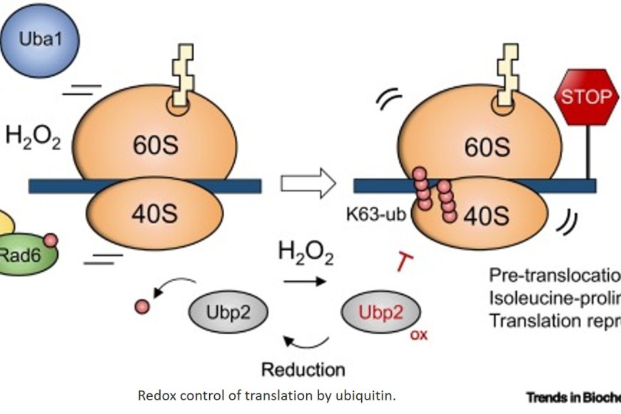 Controlling protein translation under stress by ribosome ubiquitination ...