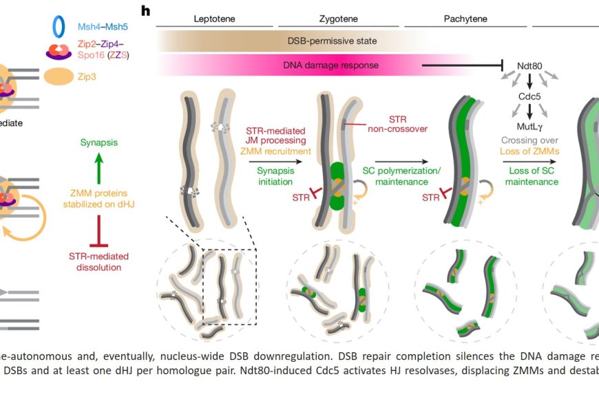 A molecular zipper and a DNA link team up to protect fertility ...