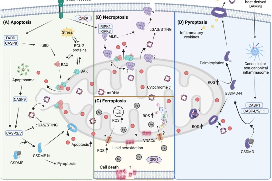 Mitochondrial dynamics and pore formation in regulated cell death ...