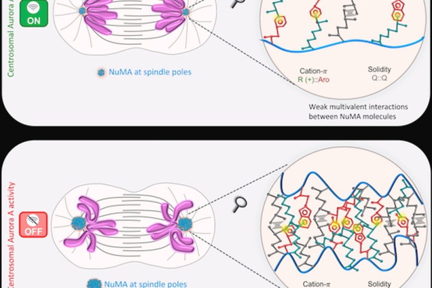 Aurora A regulates the material property of spindle poles to ...