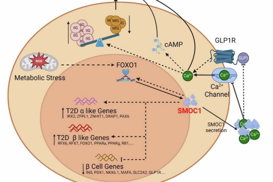 Human pancreatic α-cell heterogeneity and trajectory inference analyses ...