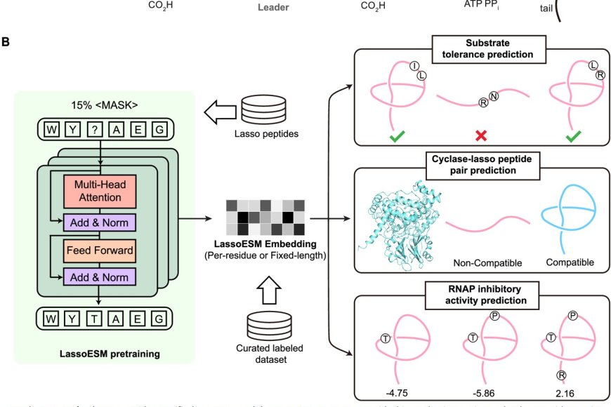 A language model for enhanced lasso peptide property prediction - Sciencemission