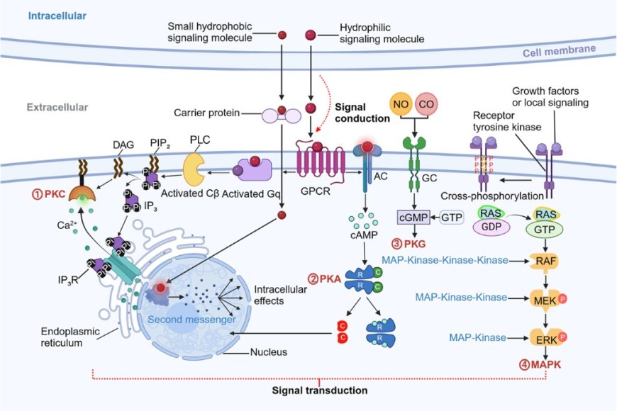 Cell Signaling and Communication between Cells - Sciencemission