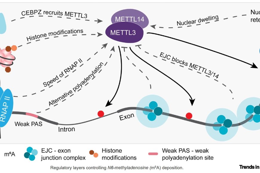 m6 A in the coding sequence: linking deposition, translation, and decay ...