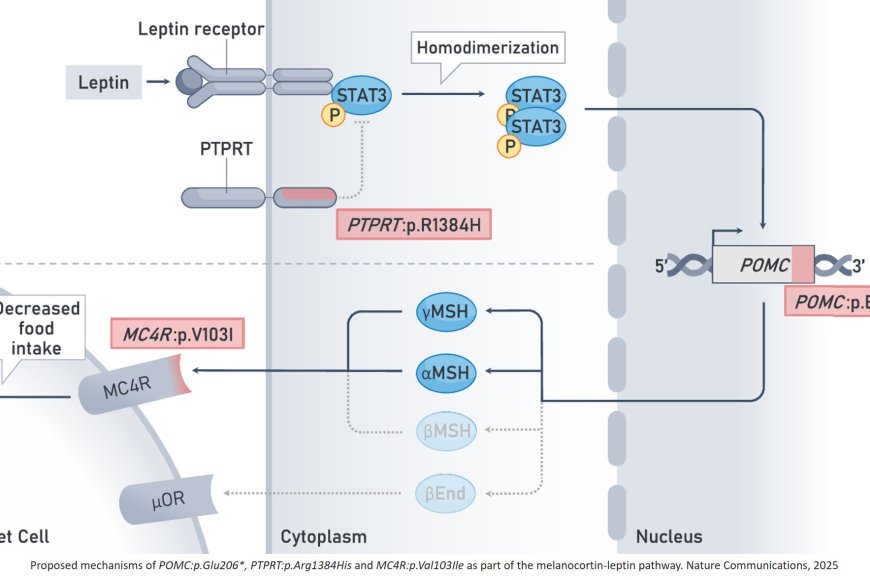 Characterization of prevalent genetic variants in the Estonian Biobank ...