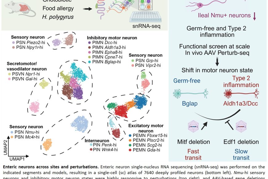 Mapping how gut neurons respond to bacteria, parasites and food allergy ...
