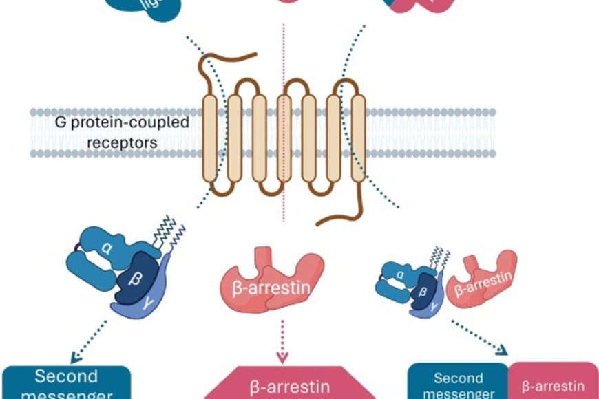 Biased signaling in class A GPCRs - Sciencemission
