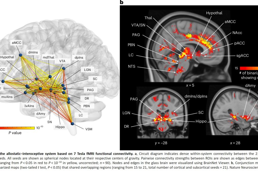 Cortical and subcortical mapping of the human allostatic–interoceptive ...