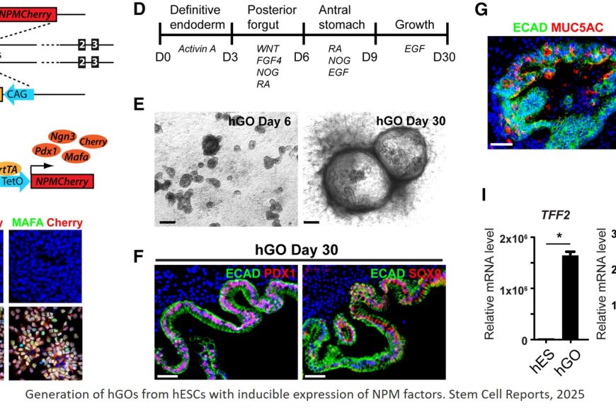 Human stomach cells tweaked to make insulin to treat diabetes ...