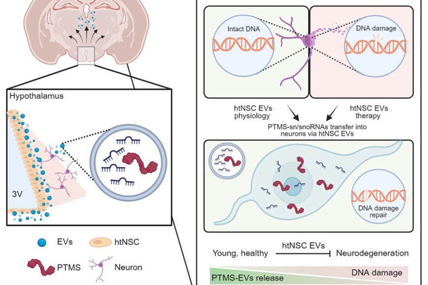 Role of parathymosin (PTMS) in aging-associated neurodegeneration ...