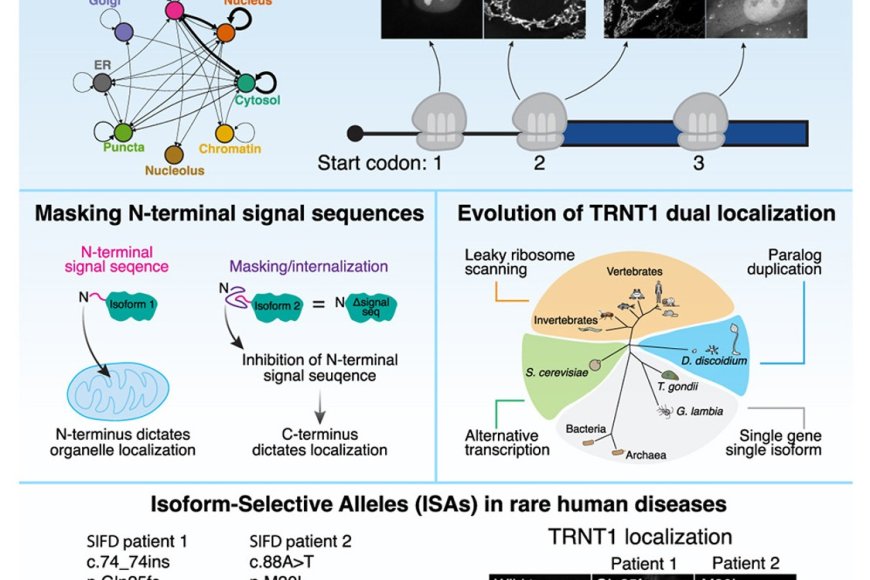 Rare human diseases from alternative start codons - Sciencemission