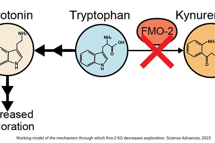 Intestinal enzyme FMO-2 regulates behavior - Sciencemission