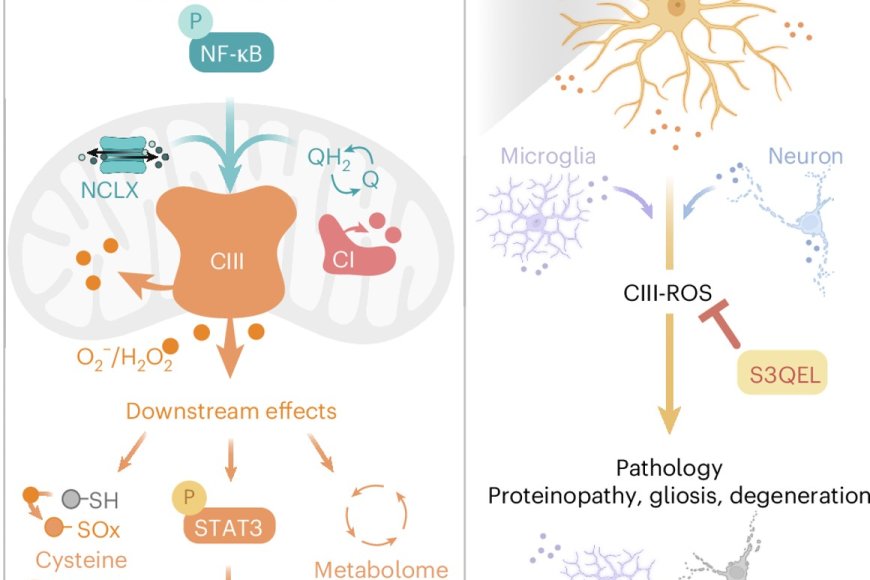 Mitochondrial complex III-derived ROS amplify immunometabolic changes ...