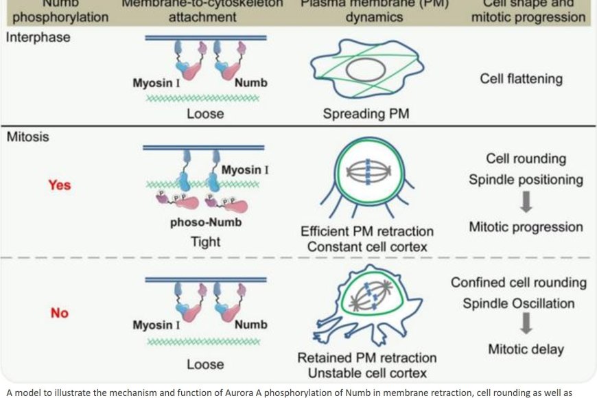 Mechanism of plasma membrane remodeling that drives mitotic cell ...
