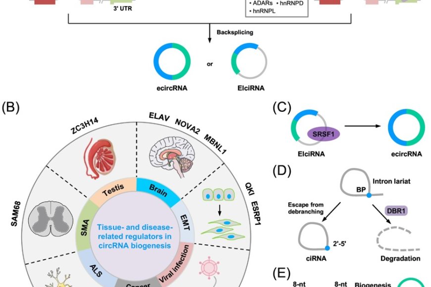 Features and biomedical relevance of circular RNA biogenesis ...