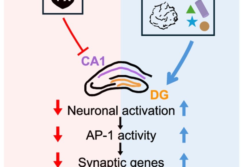 Neuronal type-specific modulation of cognition and AP-1 signaling by ...
