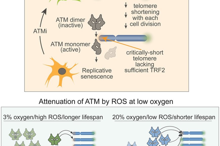 Attenuation of ATM signaling by ROS delays replicative senescence at ...