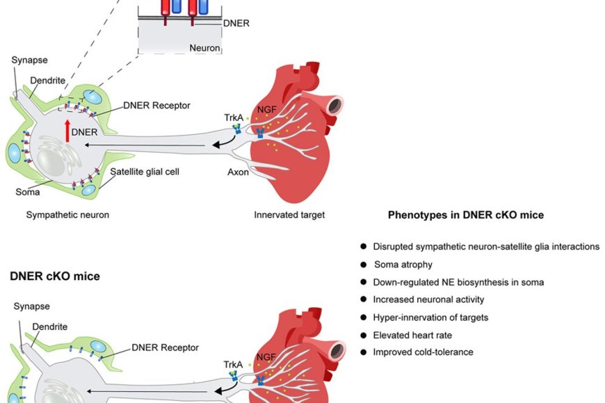 Controlling sympathetic neuron-satellite glia interactions - Sciencemission
